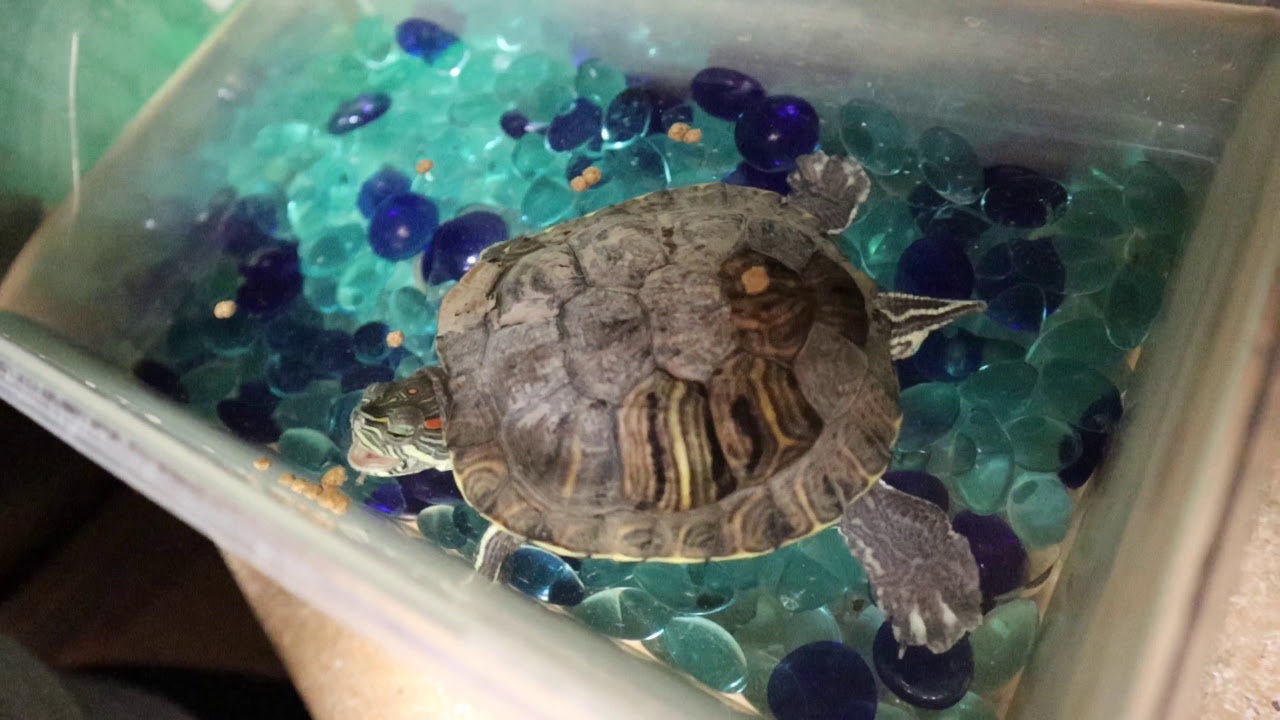 WE BROUGHT HOME A BABY TURTLE 🐢 - YouTube