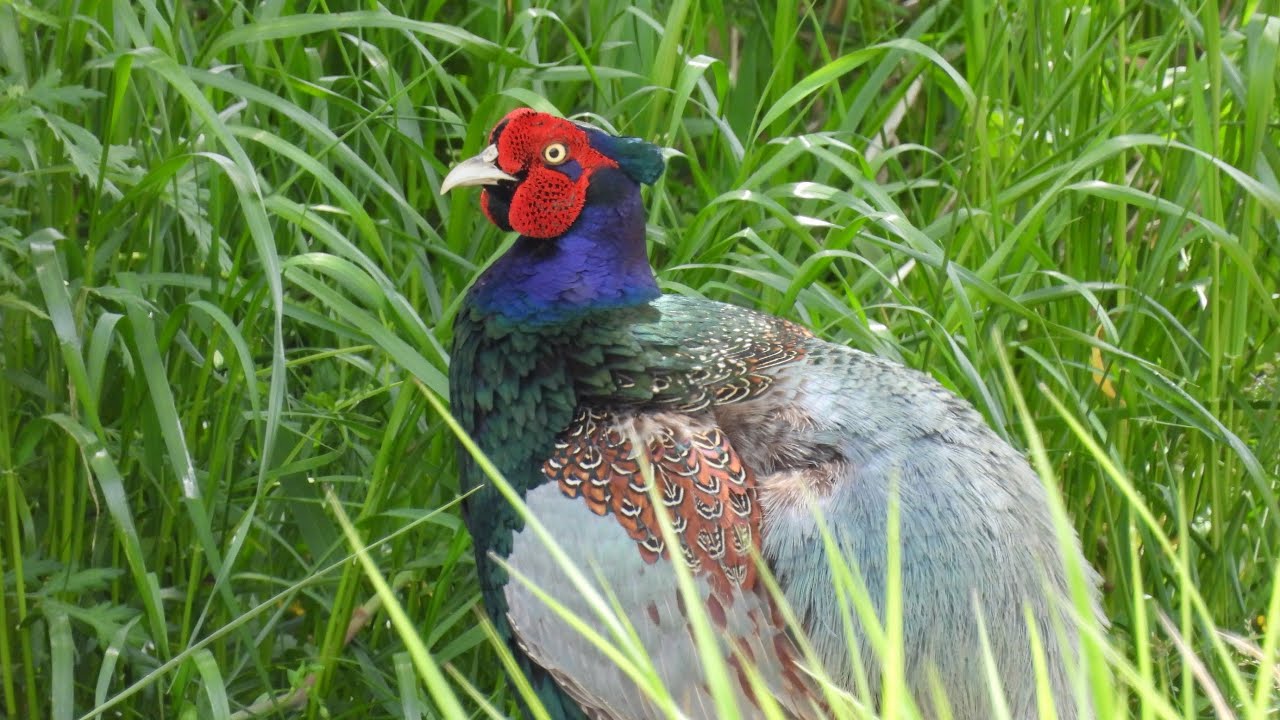 キジ ④ 4K / Japanese Pheasant (National Bird of Japan) - YouTube