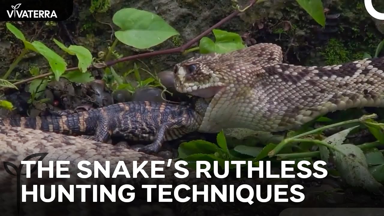 The Silent Predator: The Snake’s Ruthless Hunting Techniques | Hunting ...
