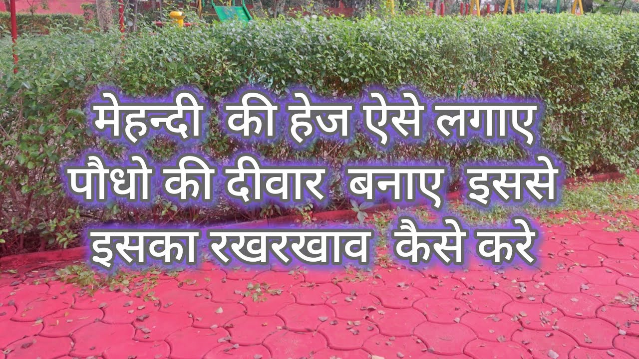 मेंहदी की हेज ऐसे लगाए व रखरखाव इस प्रकार करे grow mehndi hedge this ...