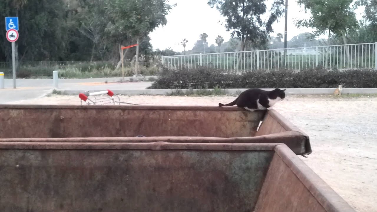 Cat Being Shot by a BB Gun! - YouTube