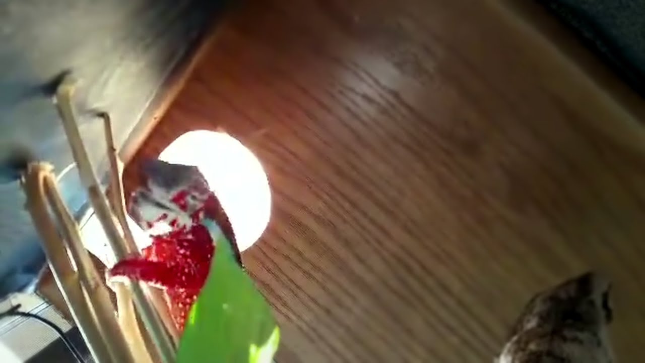 Teemo Catches a Sneaky Snack - Panther Chameleon - YouTube