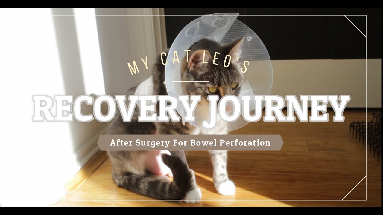My Cat's Recovery After Surgery For Bowel Perforation - YouTube