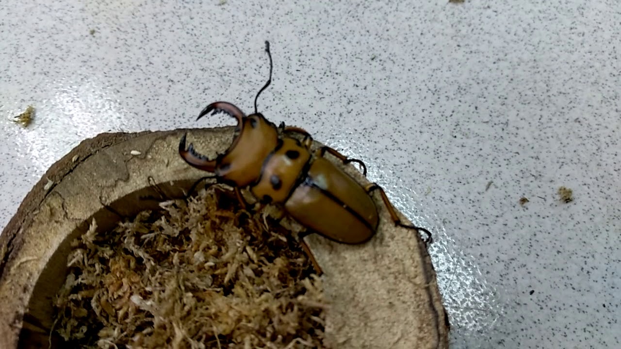 Homoderus mellyi - YouTube