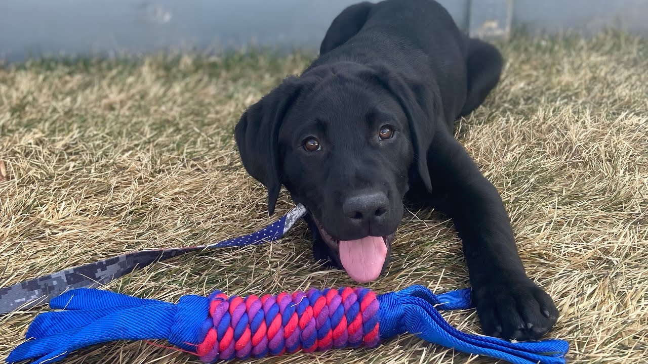 DAY IN THE LIFE OF FRANKLIN THE BLACK LAB! - YouTube