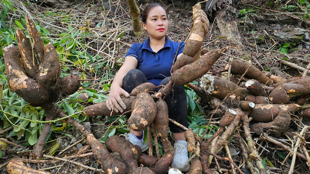 Harvesting Cassava Roots Goes market sell - Cook for pigs - Cooking ...
