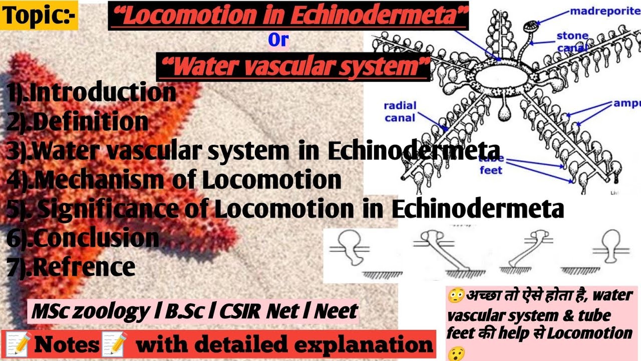 Locomotion in Echinodermeta | Water vascular system in Echinodermeta ...