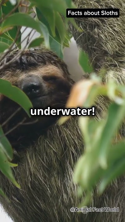 5 Amazing Facts About Sloths You Didn't Know! - YouTube