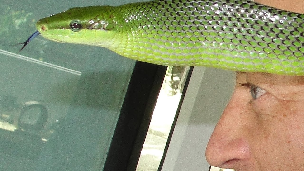 Red Tailed Racer (Rat Snake) - Gonyosoma oxycephalum. Thailand Snake ...