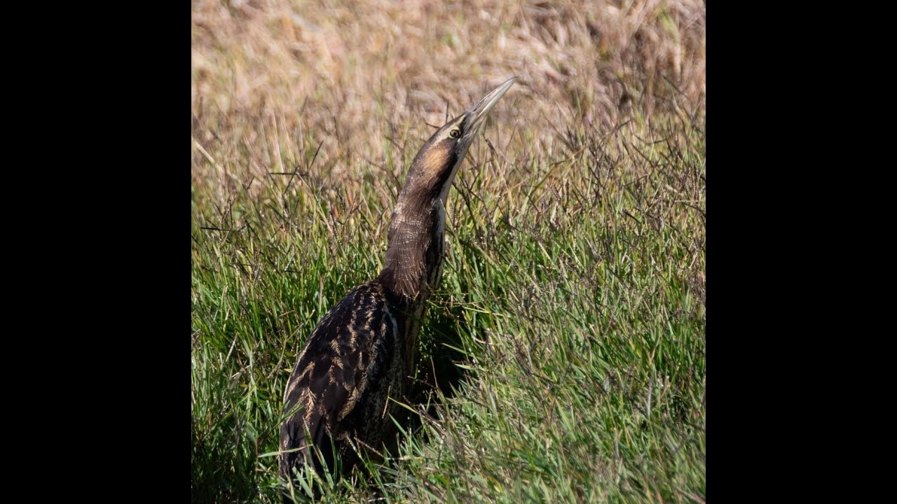 Australasian Bittern, Western Treatment Plan, VIC, 2024 - YouTube