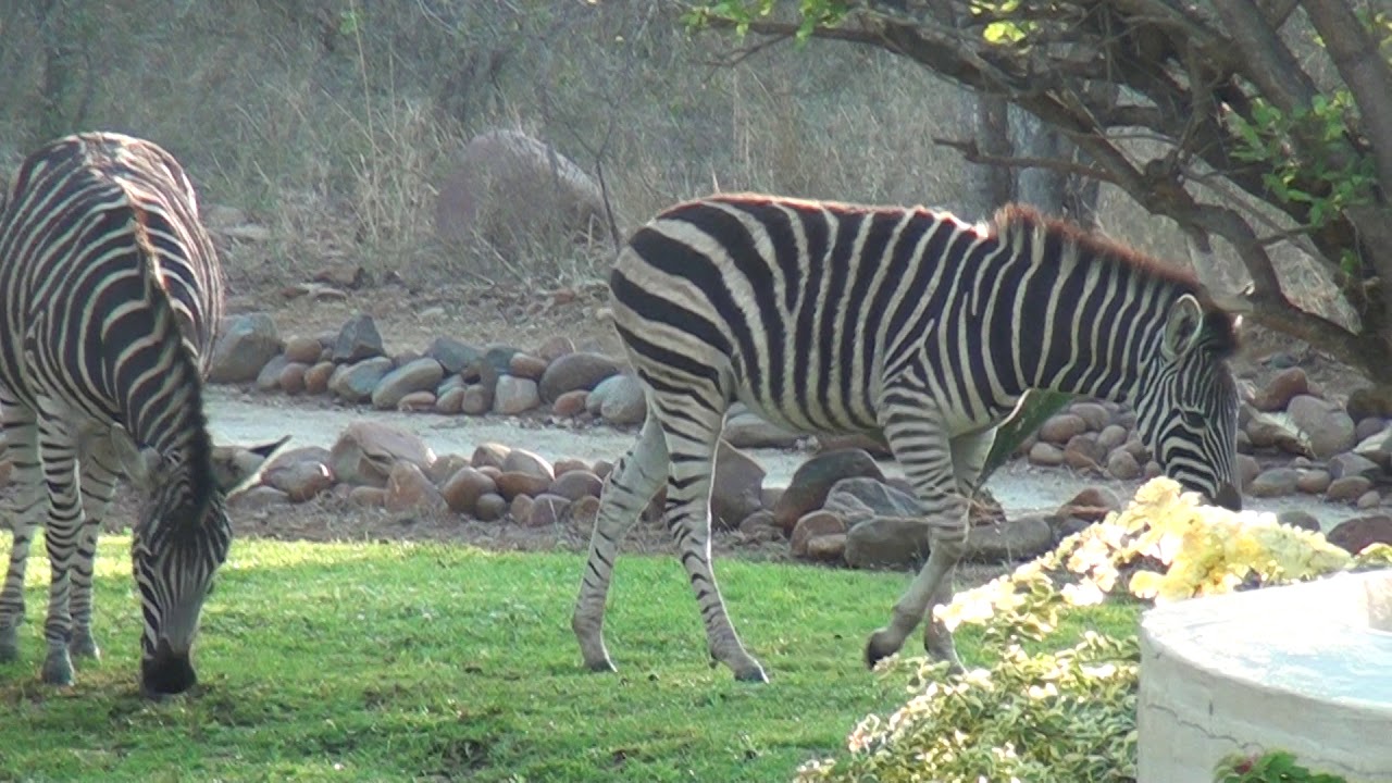 Zebra i haven - YouTube