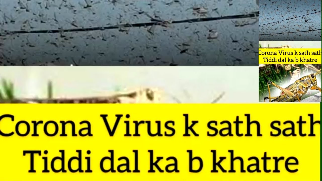 Locust Attack in Pakistan after Coronavirus - Tiddi dal attack - YouTube