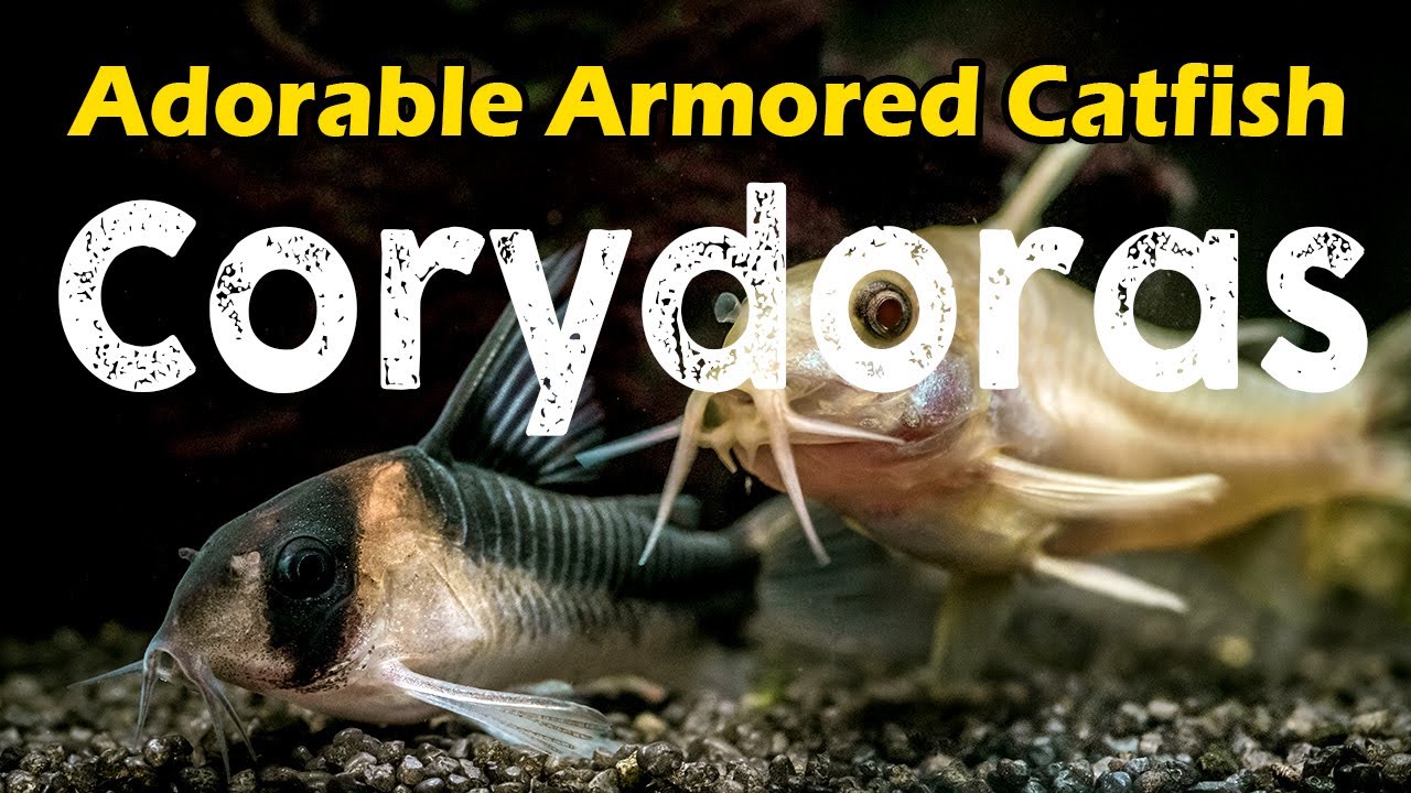 Corydoras: Unveiling the Enchanting World of These Adorable Armored ...