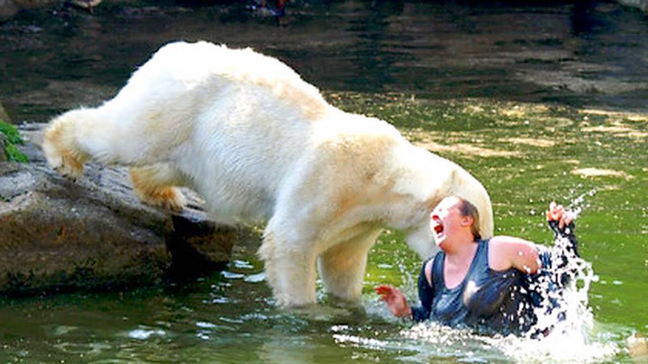 Wildest Attacks Caught On Camera | Animal Encounters You're Not Meant ...