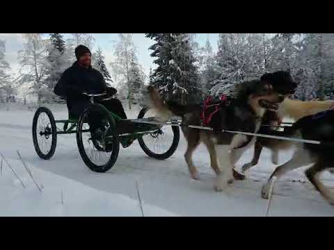 Introducing the New 2023 Sacco Dog Cart - the Ultimate Urban Mushing Machine!