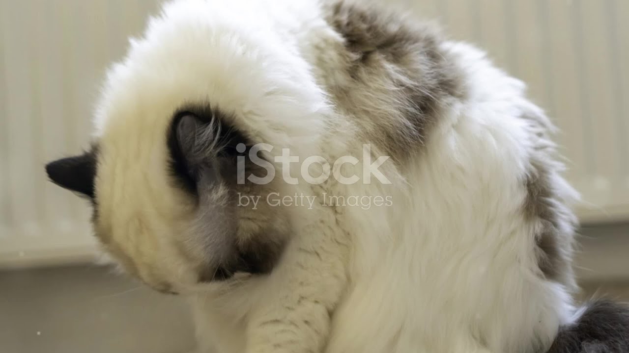 Ultimate Guide to Grooming Your Ragdoll - YouTube