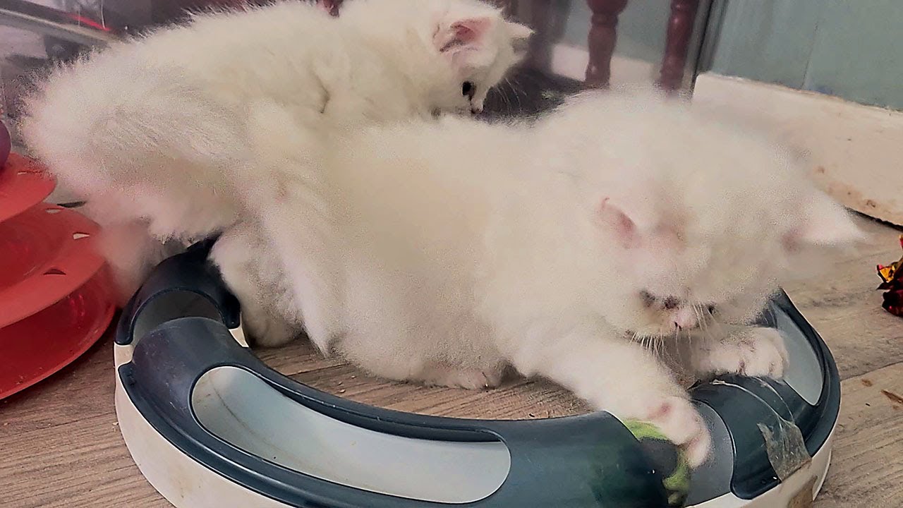 Cute Kittens Conquer the Catit Ball Track Like Pros! - YouTube