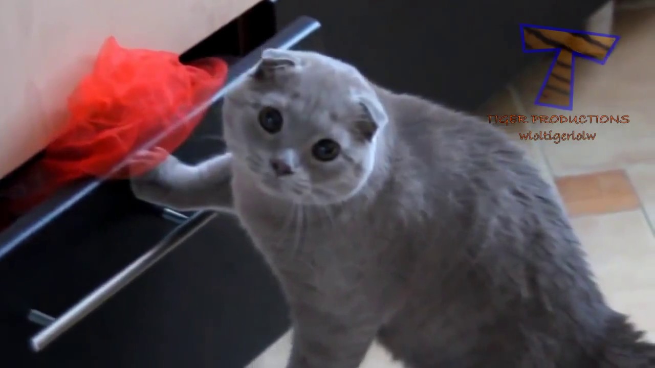 Funny guilty cat compilation - FUNNY TOGETHER #3 - YouTube