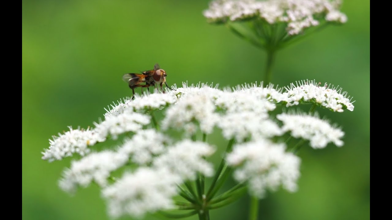 Batter Flay video - YouTube