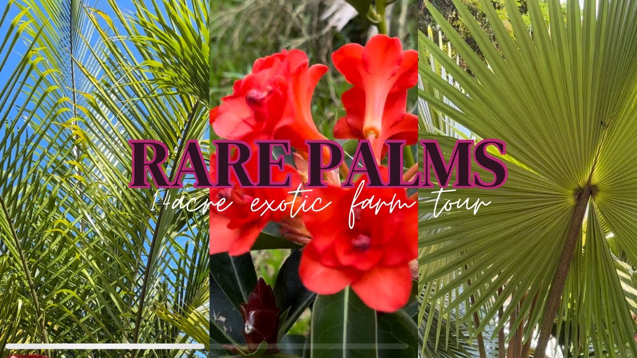 Rare Palms, Fruit Trees, Exotic Plants and More! - Axel’s Hilo Hawaii ...