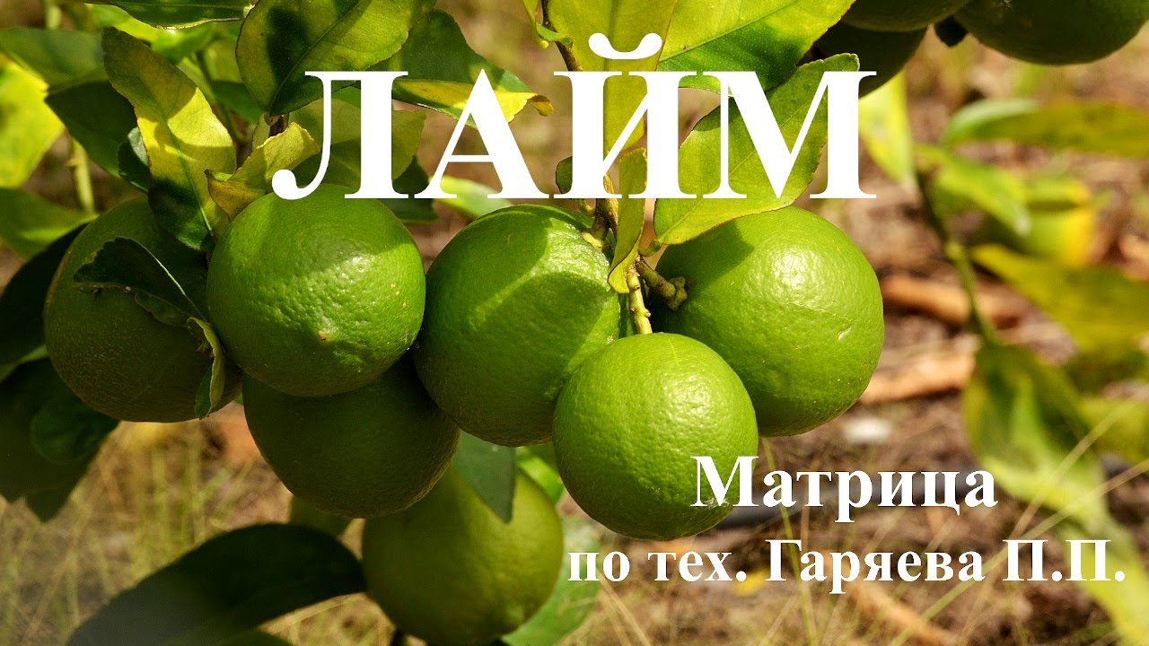 Лайм🌞Матрица Гаряева💠Lime🌞Garyaev Matrix - YouTube