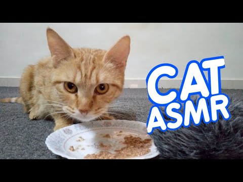 Cat eating asmr #120 - YouTube