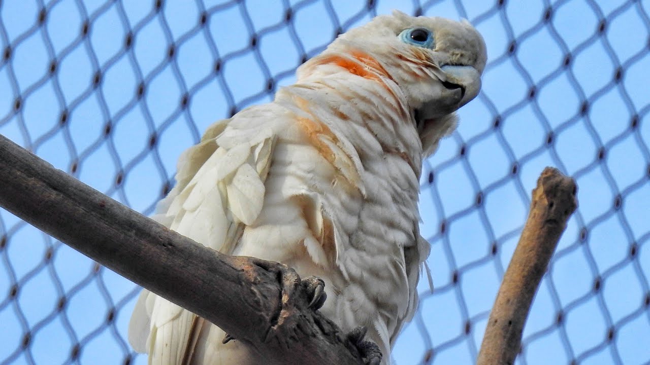 Essel world | Bird Sanctuary | Mumbai | A must visit for all bird ...