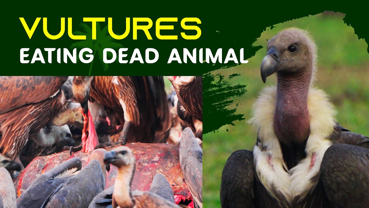 Vulture Eating Dead Animal | Rise Media Production | - YouTube