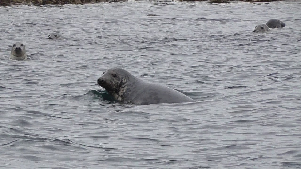Seals At The Farne Islands From The Ocean Explorer - YouTube