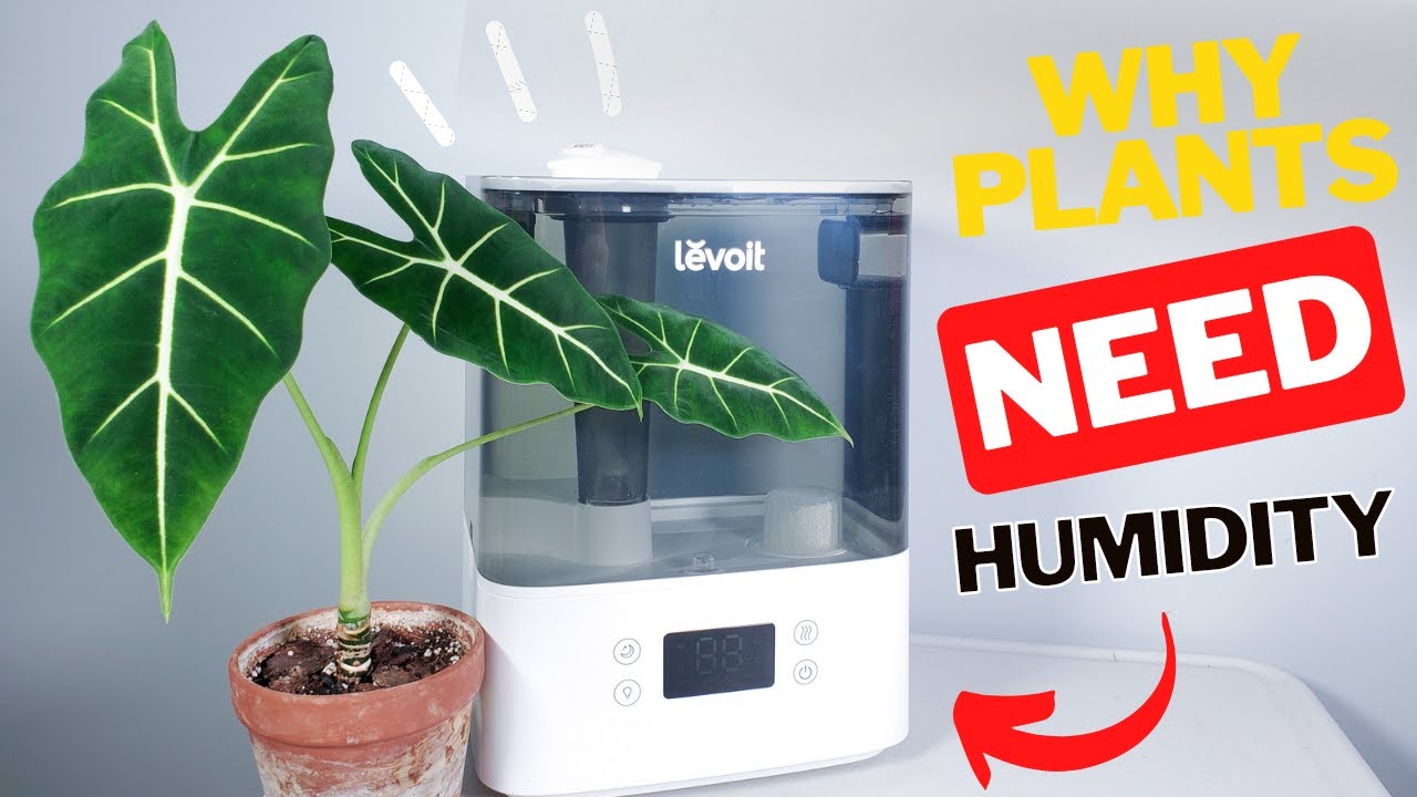 Is humidity important for houseplants? + humidifiers that I use - YouTube