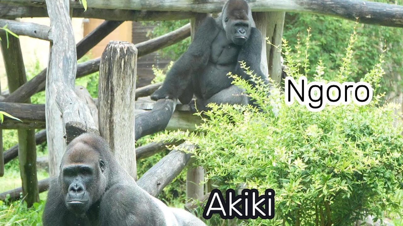 The Emotional Bond Between Ngoro And Akiki Is Both Close And Distant ...
