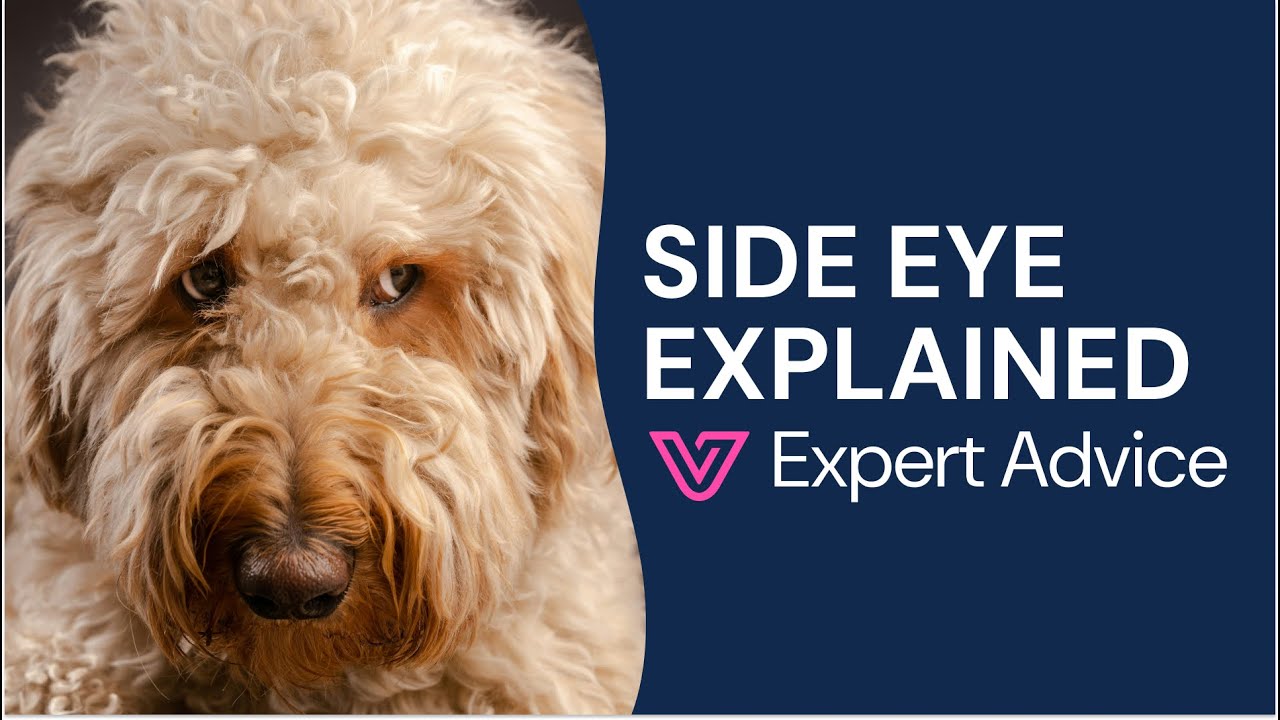 Dog Side Eye: Funny Memes Vs Strabismus or Whale Eye? - YouTube
