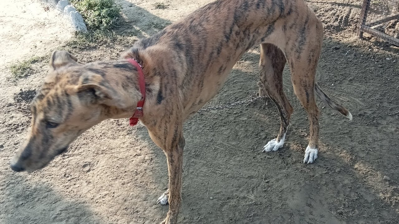 Rampur hound - YouTube