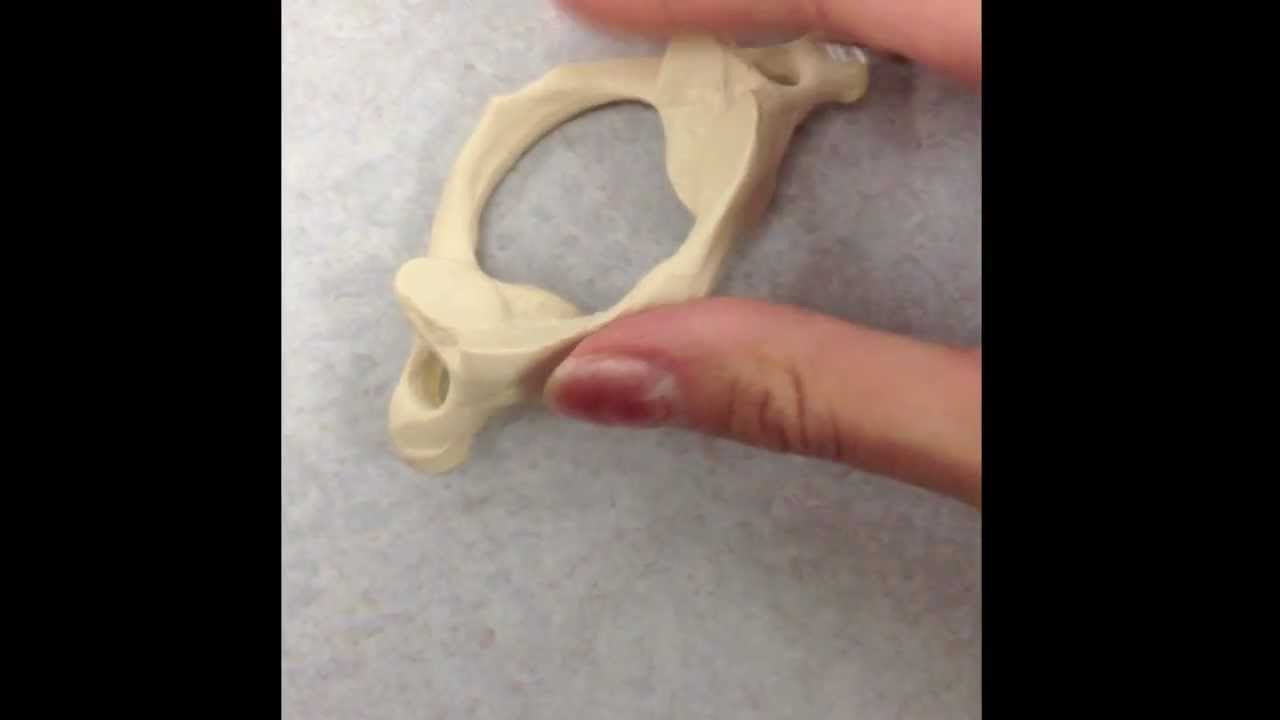 C1 (Atlas) and C2 (Axis or Epistropheus) Anatomy - YouTube