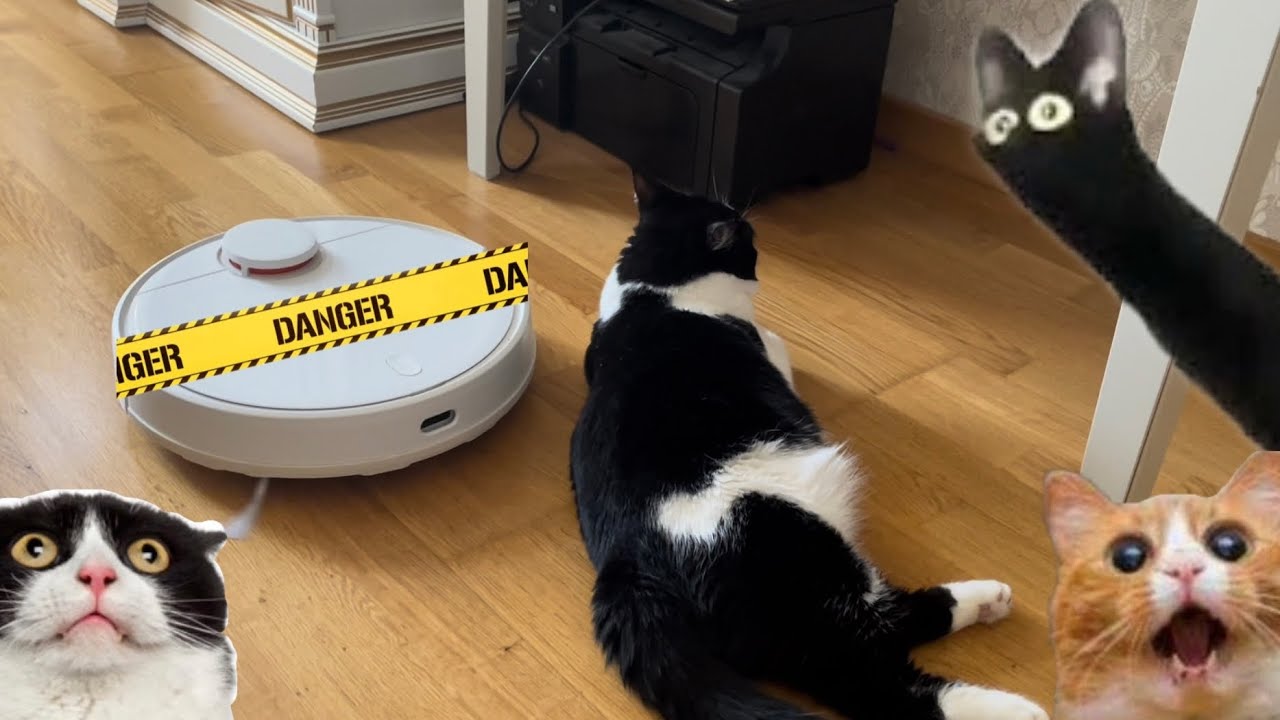 How cat got friends with robot vacuum cleaner - YouTube