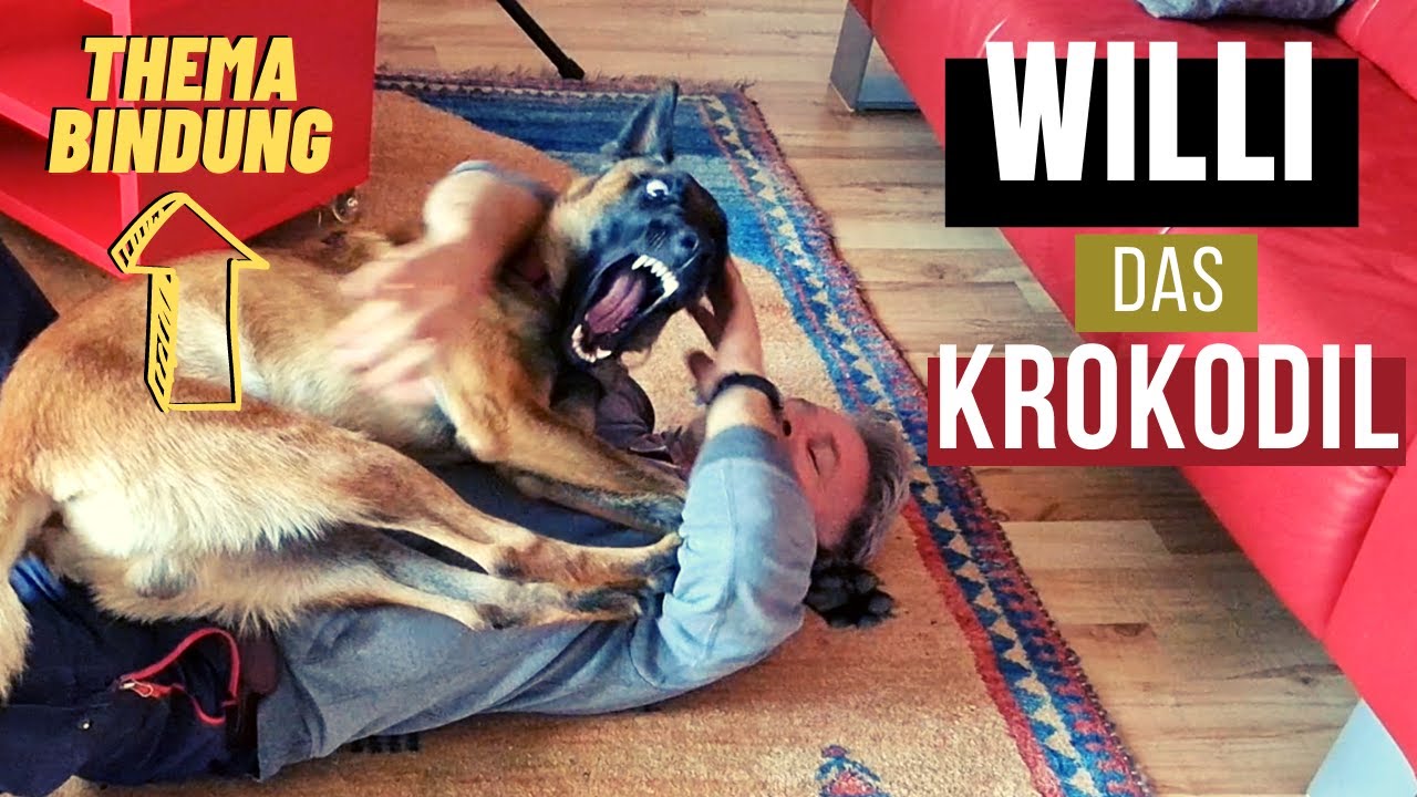 Bindung Zum Hund Aufbauen Starke Bindung Zum Hund Youtube