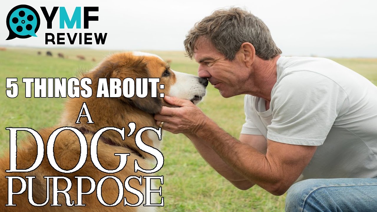 5 Things About "A Dog's Purpose" - Movie Review - YouTube