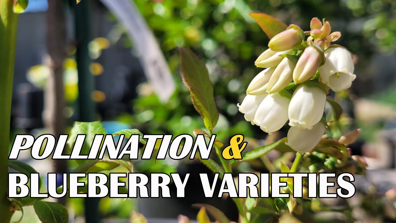 Can I Just Grow ONE Blueberry Bush to Get Fruits | Blueberry Varieties ...