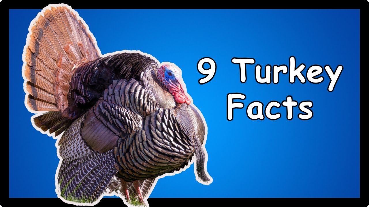 Turkey Tales: 9 Fascinating Fun Facts for Kids! - YouTube