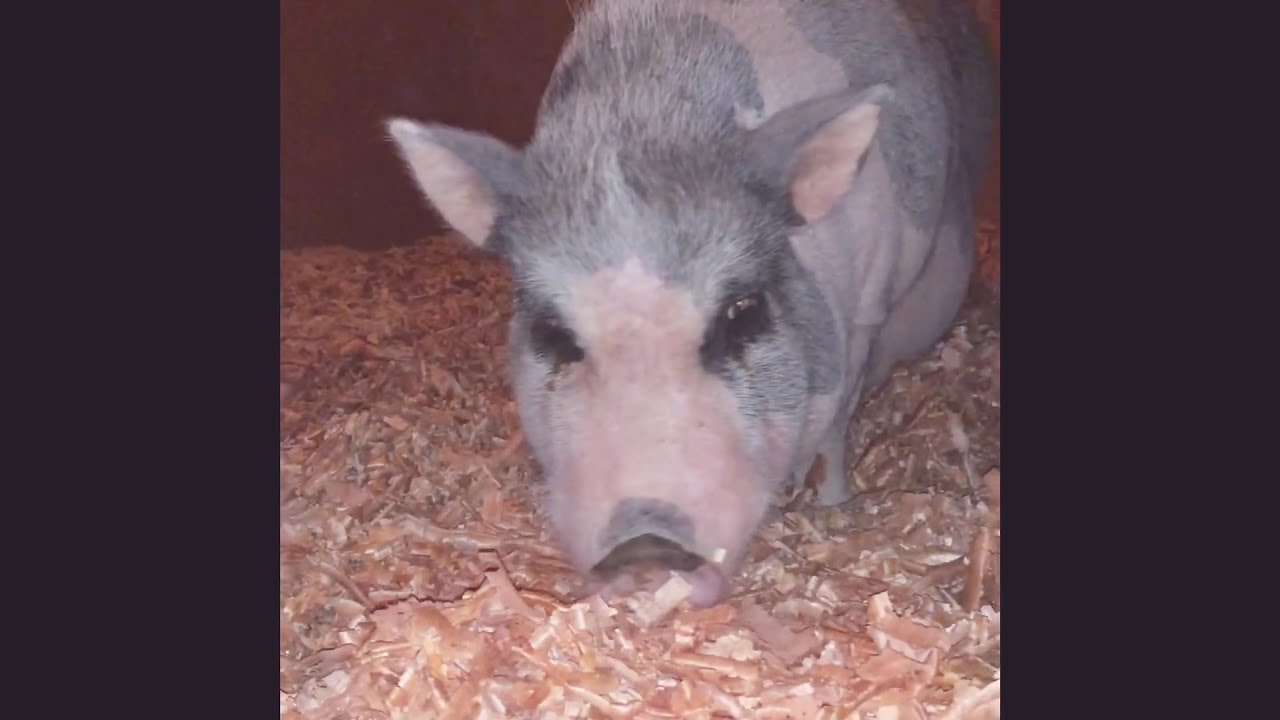 Barbie the pig, dancing - YouTube