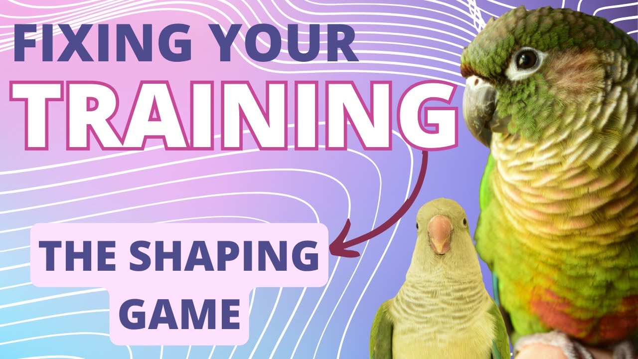 Fix Your Training With The Shaping Game - YouTube