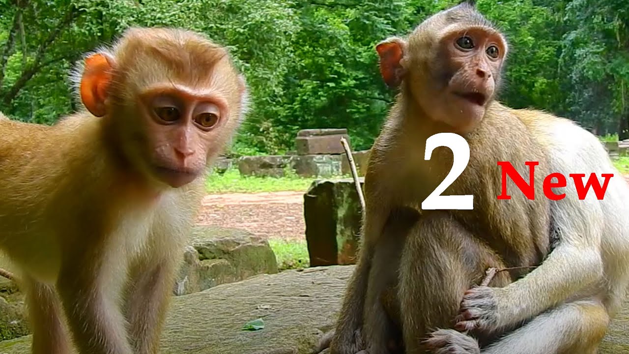 2 New Monkeys Just Released into Savanna Group| Savanna Team adds More ...