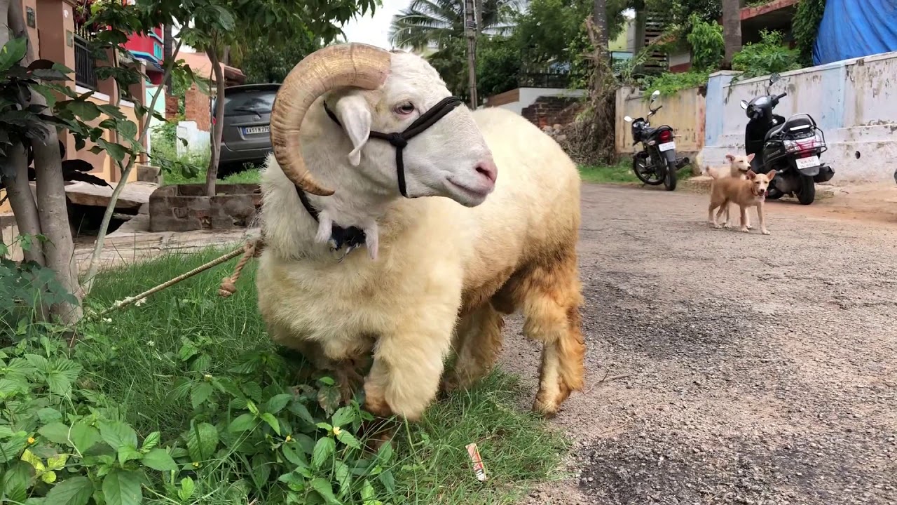 BANDUR SHEEP / BANNUR SHEEP - YouTube