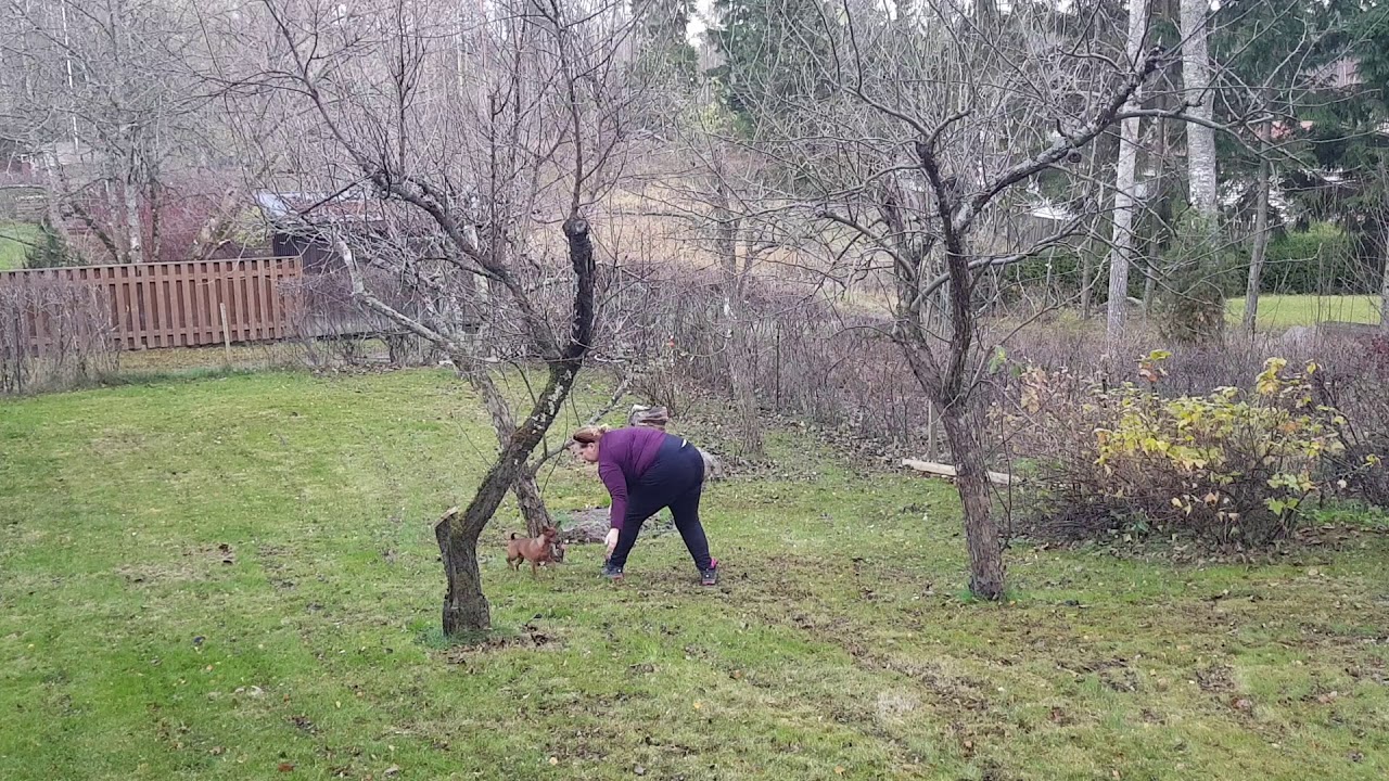 Agility training 3 trees - YouTube