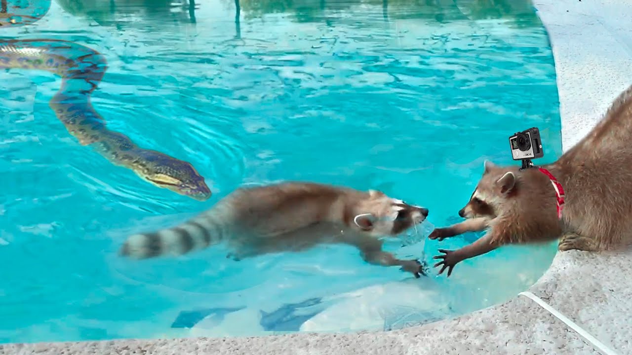 Anaconda takes (and Eats) Raccoon as it Wears a GoPro - YouTube