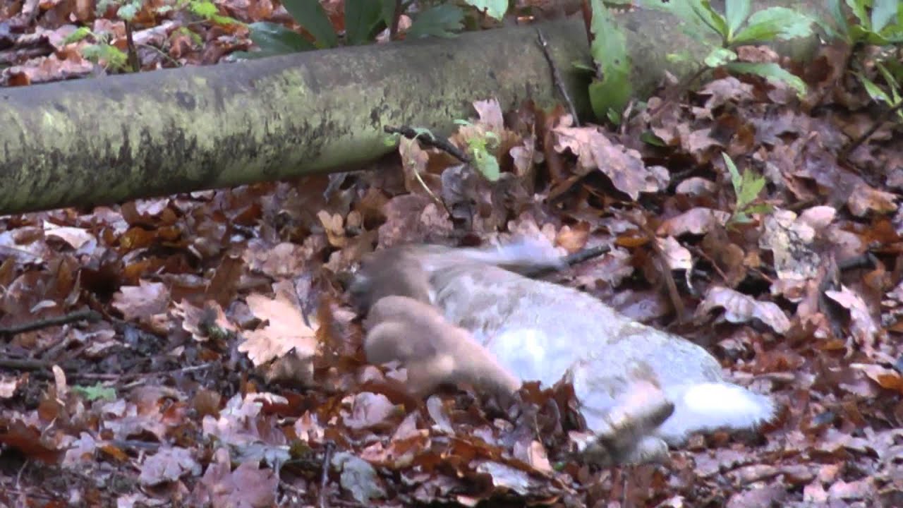 Stoat predates a rabbit at RSPB The Lodge, Sandy - Dec 2014 *Warning ...