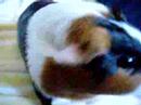 peter the guinea pig