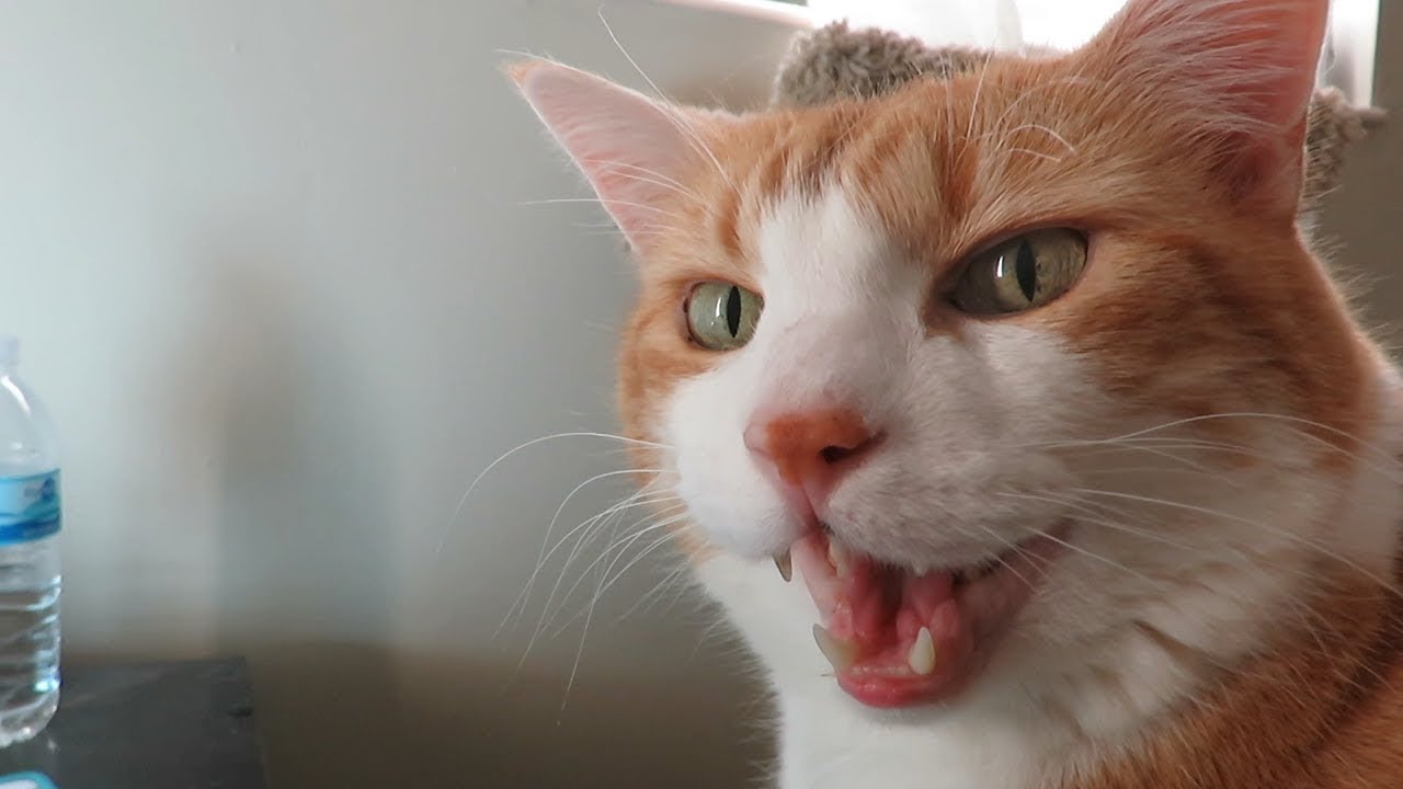 My Cat Meowing To Wake Me Up YouTube my-cat-meowing-to-wake-me-up-youtube