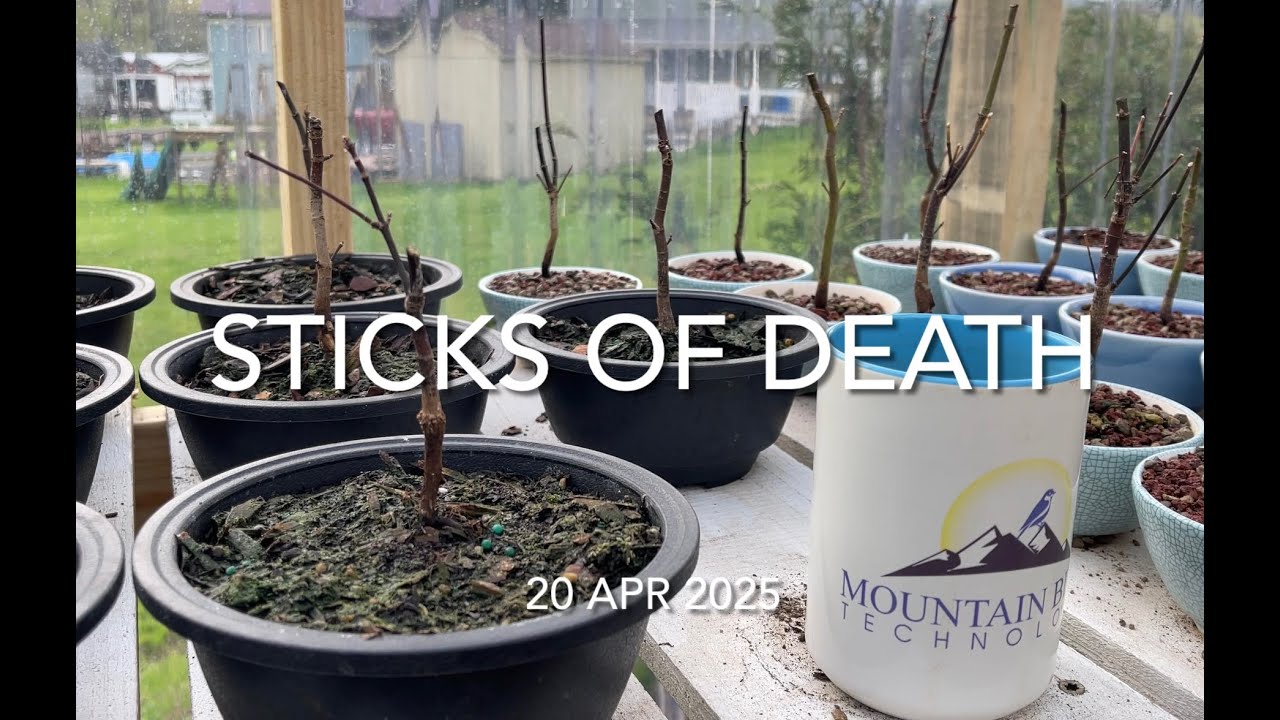 Sticks of Death - YouTube