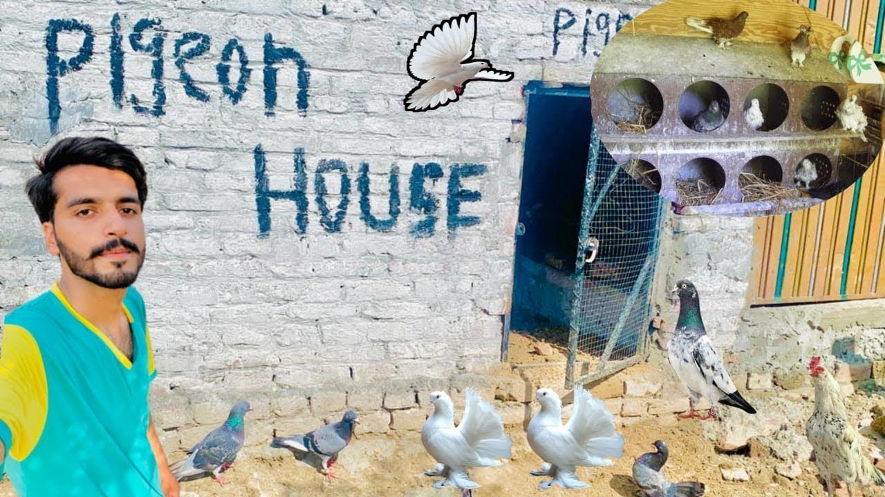 How to make birds cage /bird cage setup /pigeon cage/pigeon house - YouTube